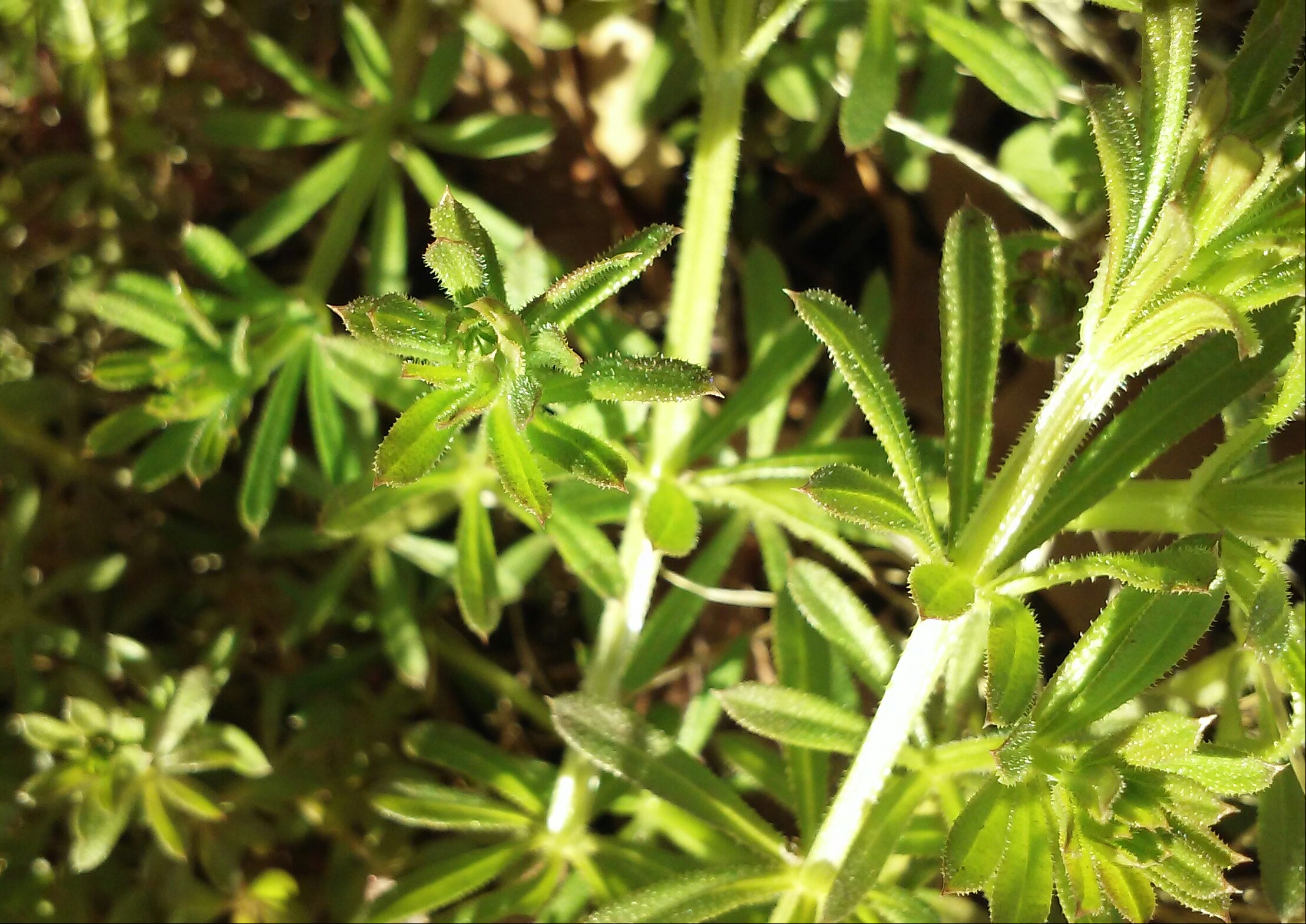 Spring Cleaning With Clingy Cleavers - Mother Earth Living